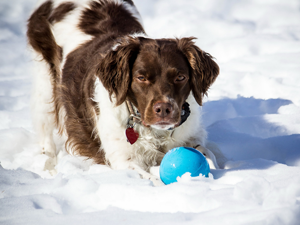 Snow4Dogs Fun in Brisbane - July 19 to 21 | Australian Dog Lover