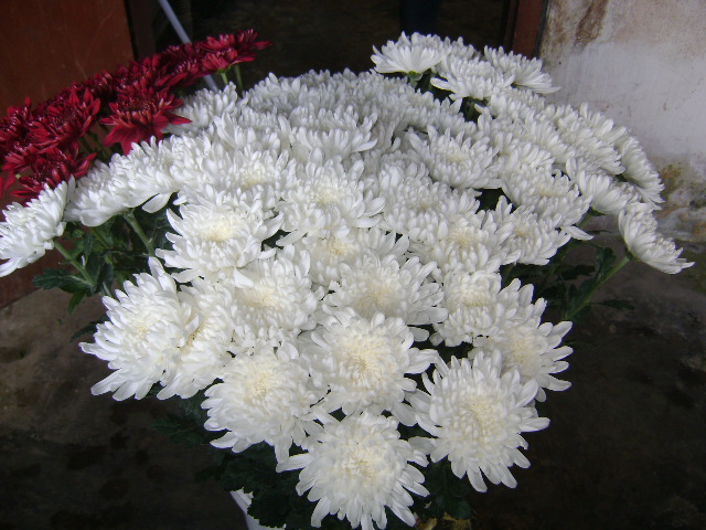 Bunga Krisan - Toko Bunga | Florist Jakarta | Toko Bunga Online ...