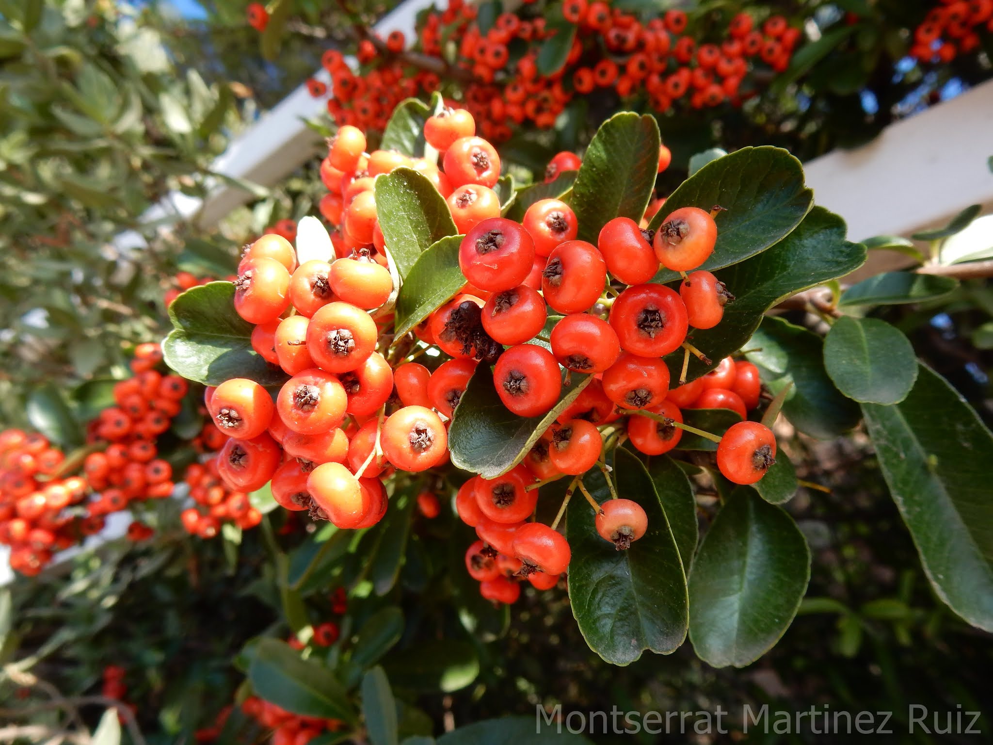 PYRACANTHA COCCINEA - BOTÀNIC SERRAT