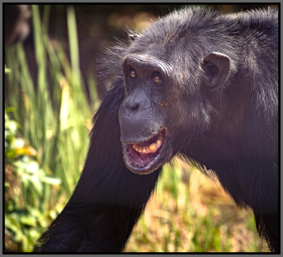 Beszamel i spółka bez ograniczeń: Sanktuarium szympansów ( Pan ...