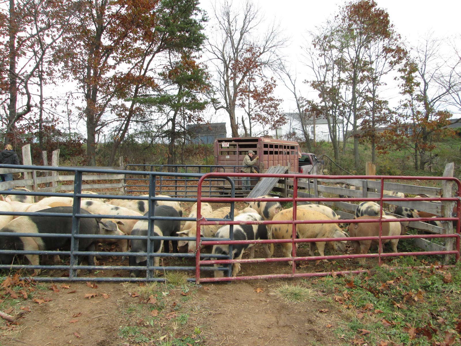 Happy Farmer: Moving Pigs