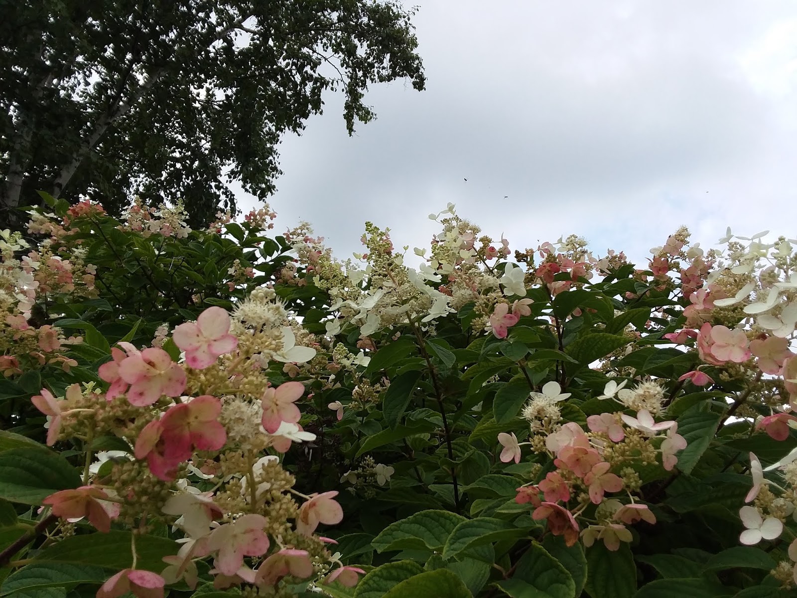 The Daily Bone: Summer Time Report