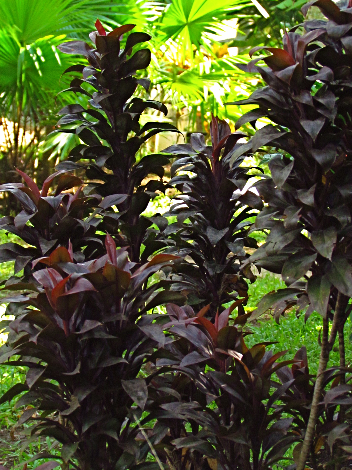 1784: The Ti Plant Has Fruits!