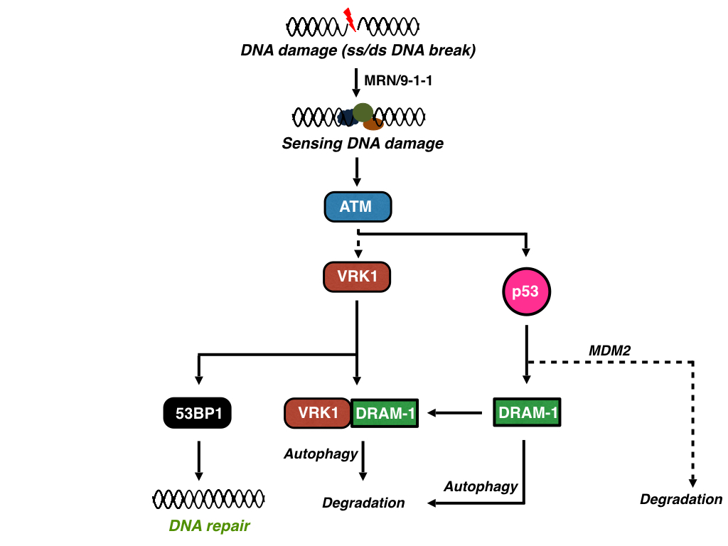 Virology tidbits: ZIKV: ATM dependent signalling, VRK1, autophagy and ...