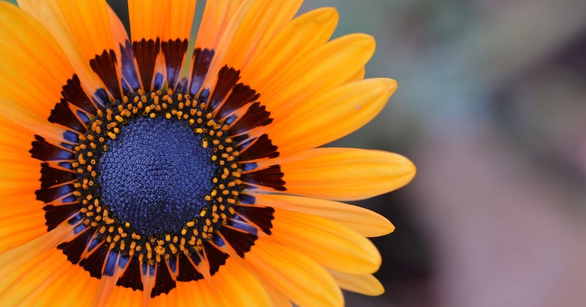 Mal Sithroo: Pseudanthium