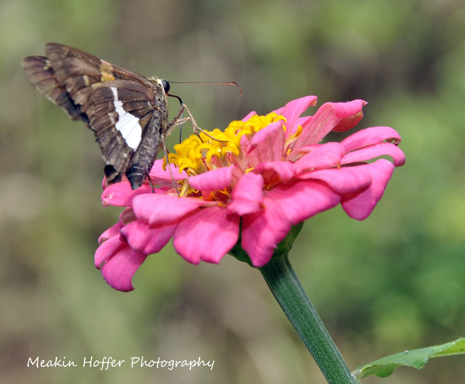 My Carolina Kitchen: Monday with Meakin – a Butterfly & a Bee