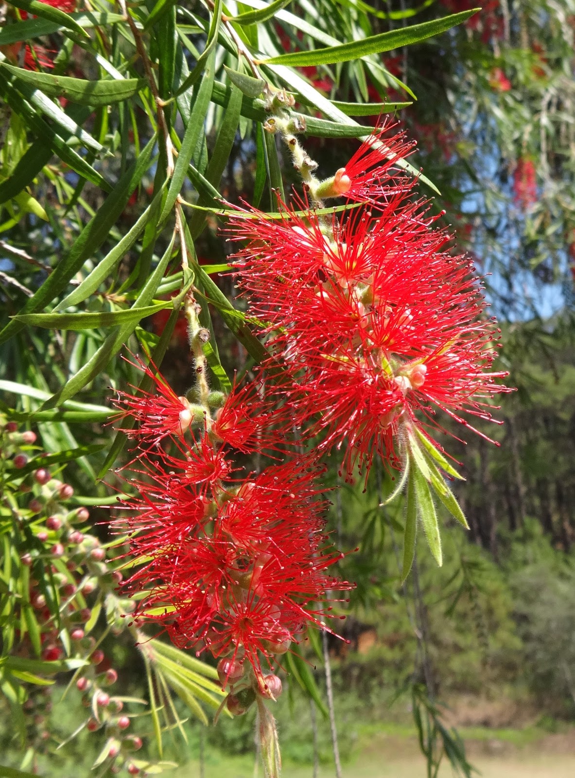 Herbs from Distant Lands: Callistemon viminalis and Callistemon ...