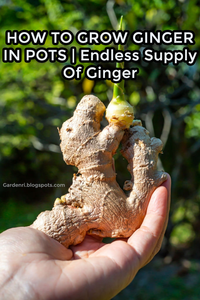 HOW TO GROW GINGER IN POTS | Endless Supply Of Ginger