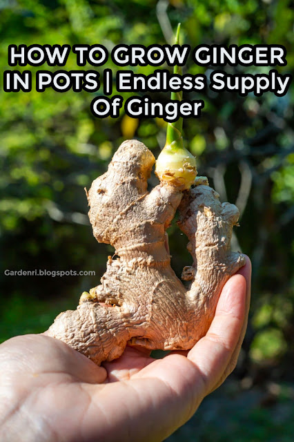 HOW TO GROW GINGER IN POTS | Endless Supply Of Ginger
