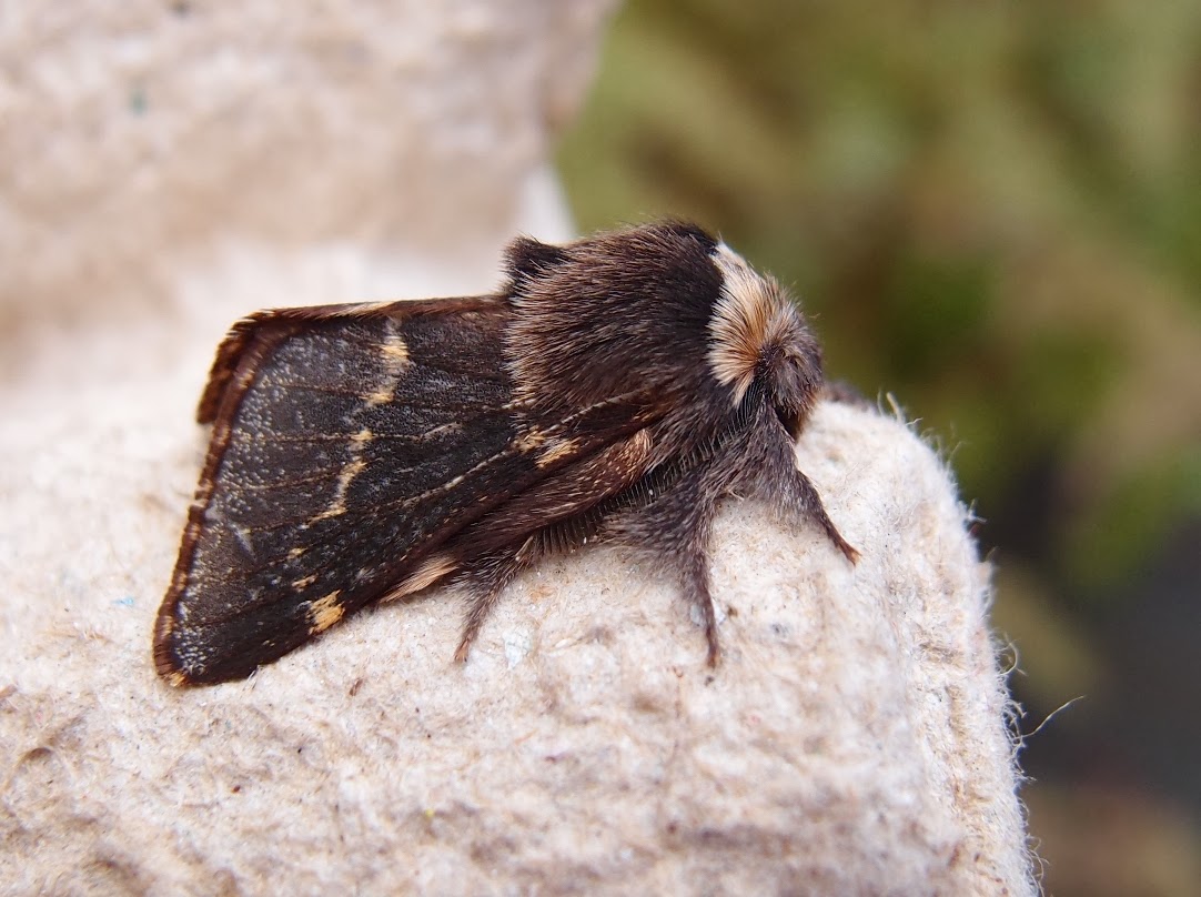 Two in a bush: November 2013