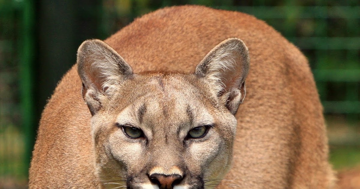 The Silver Rush Mysteries: Wednesday's Random Slang-o-rama: Catawampus ...