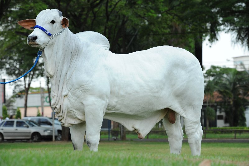 Bahia Red Sindhi: O SINDI E O TAMANHO DO BOI IDEAL