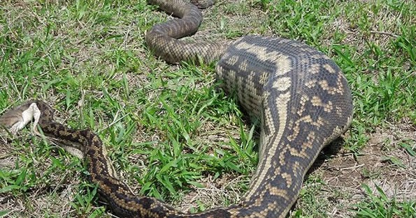 INDIVIDUAL: individual ----- Snakes