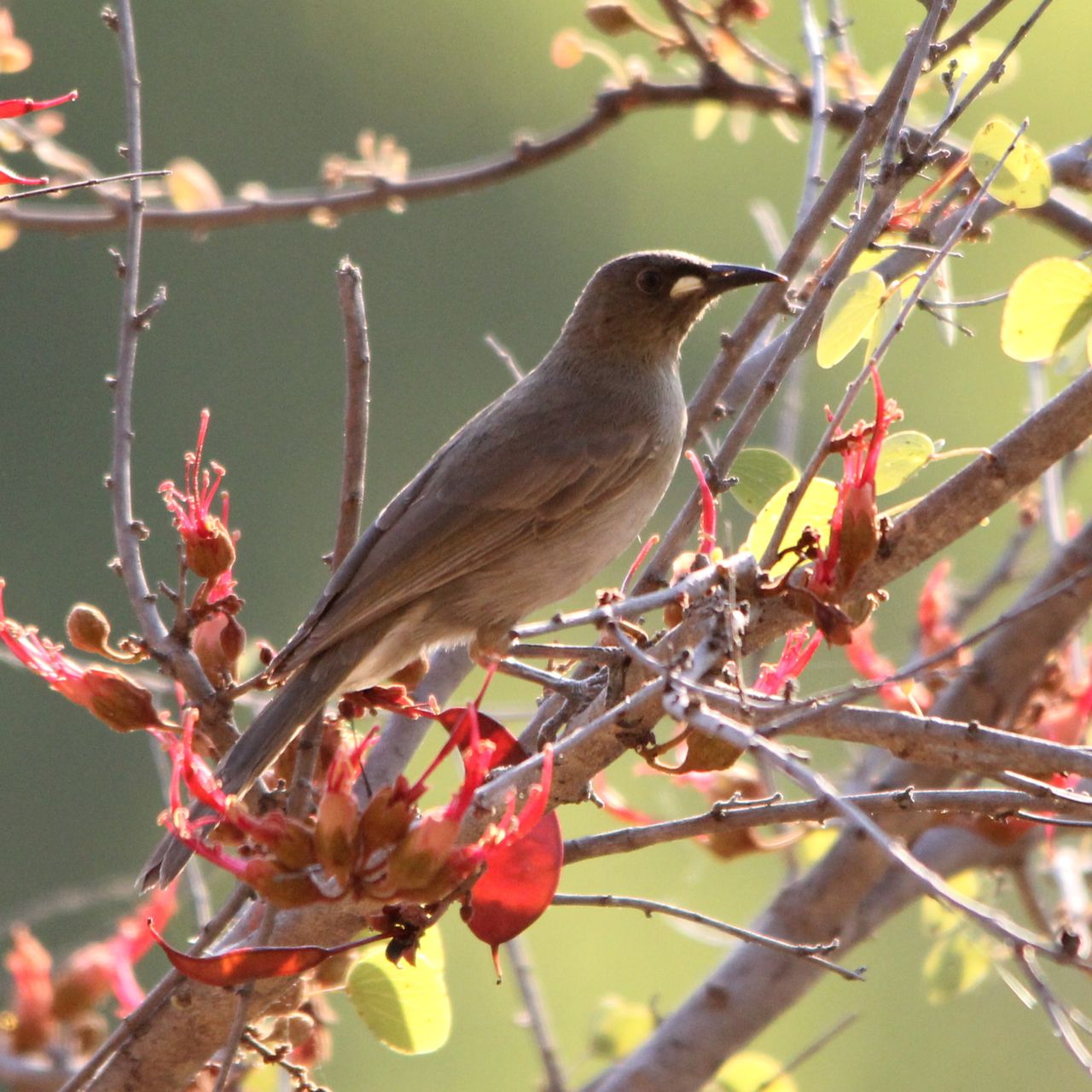 Pete's Flap Birding Aus: Jigal tree - bird magnet