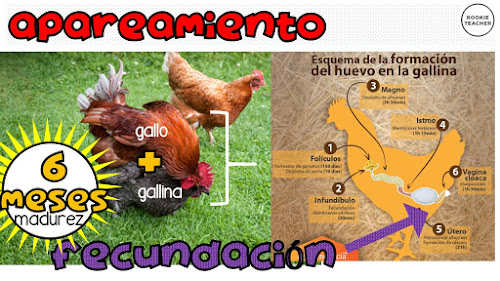 Ciclo de vida del pollito - 20recursos