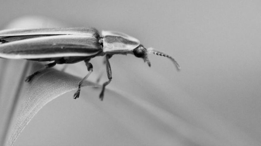 Sembrando el viento: El bicho