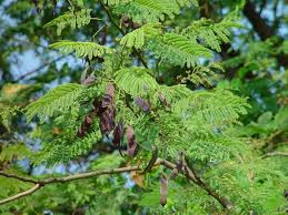 CATECHU TREE (Acacia catechu Wild) ~ Afya Na Kiasi