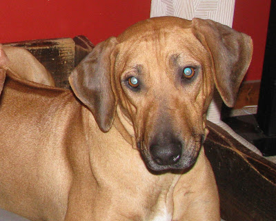 MR Ridgebacks: Our Ridgeback Family