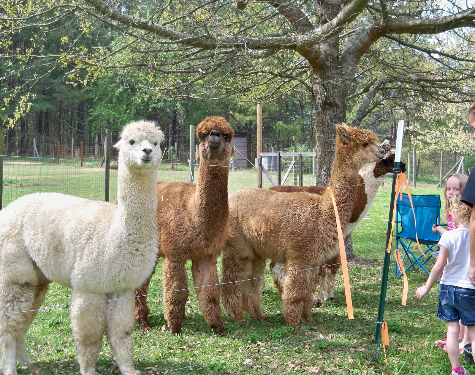 Moonglow Alpaca Farm