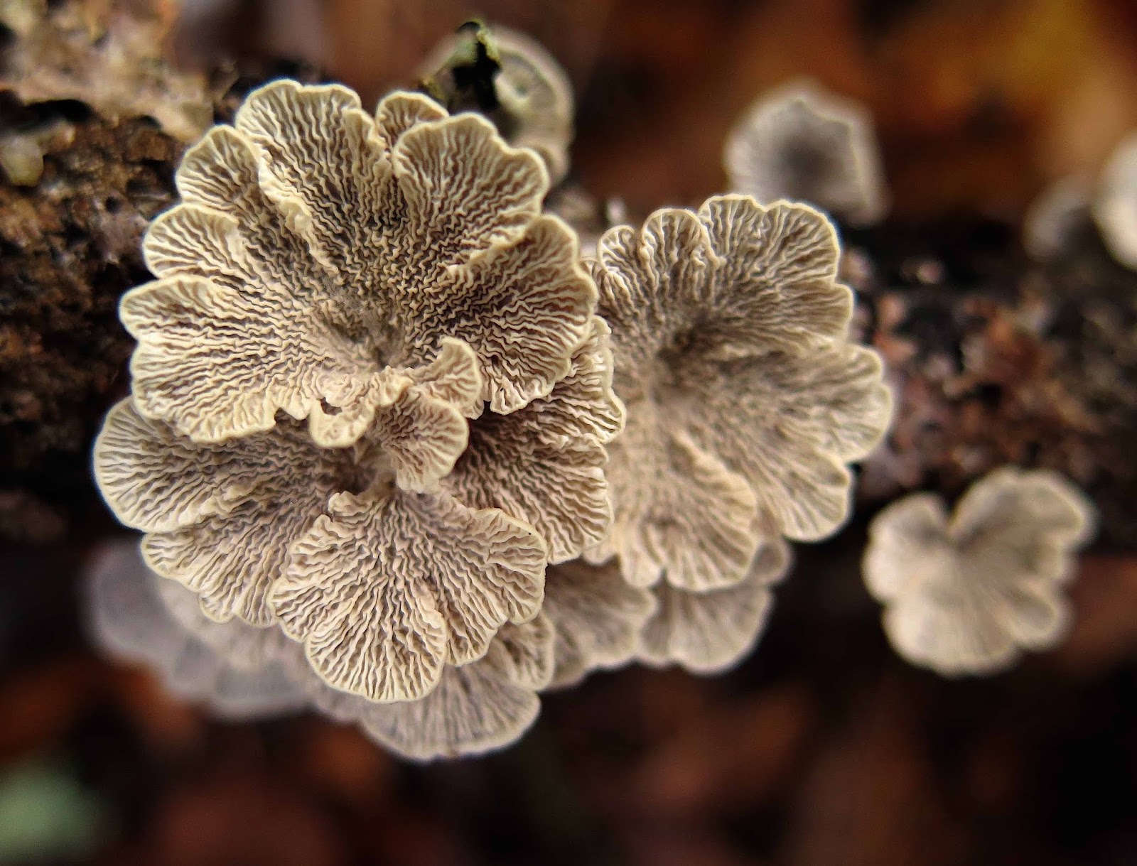Saratoga woods and waterways: Fall Foliage and Fungi at Moreau