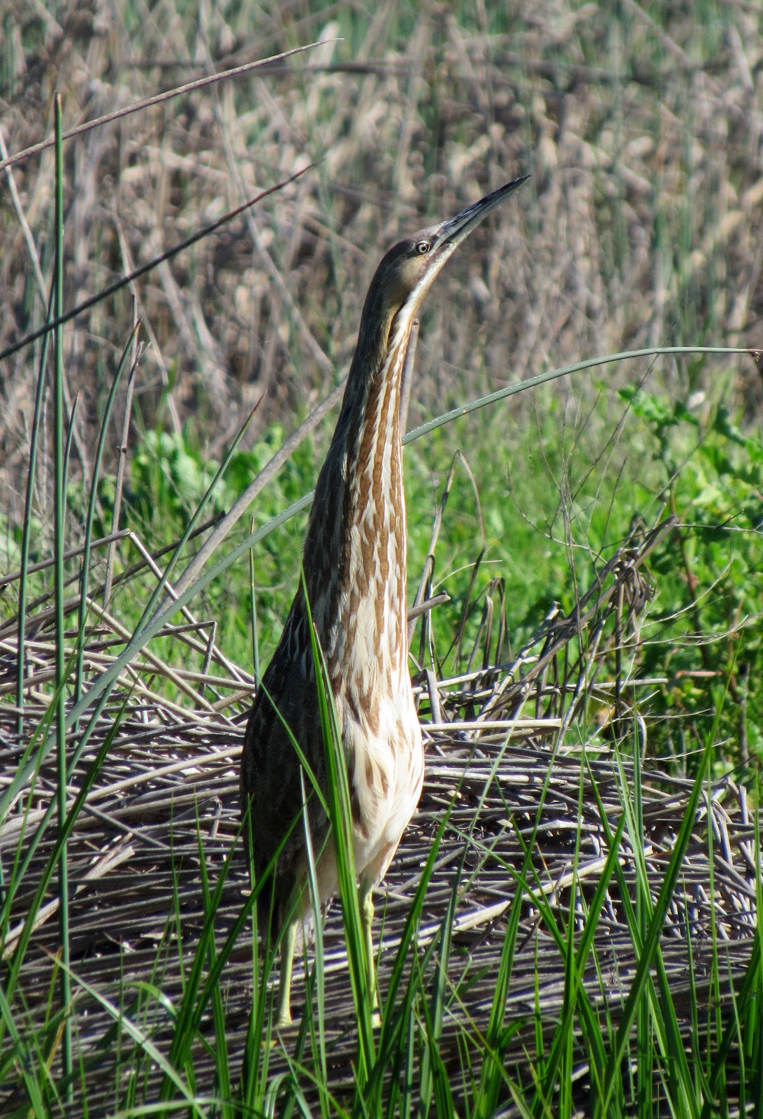 American Bittern