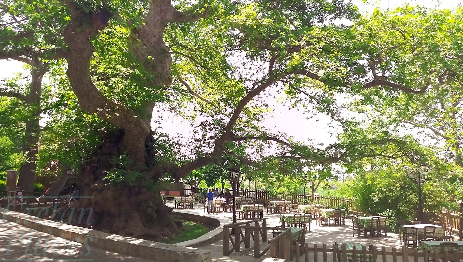 Cretan Landscape | Κρητικό Τοπίο: Monumental Plane Tree in Krasi ...