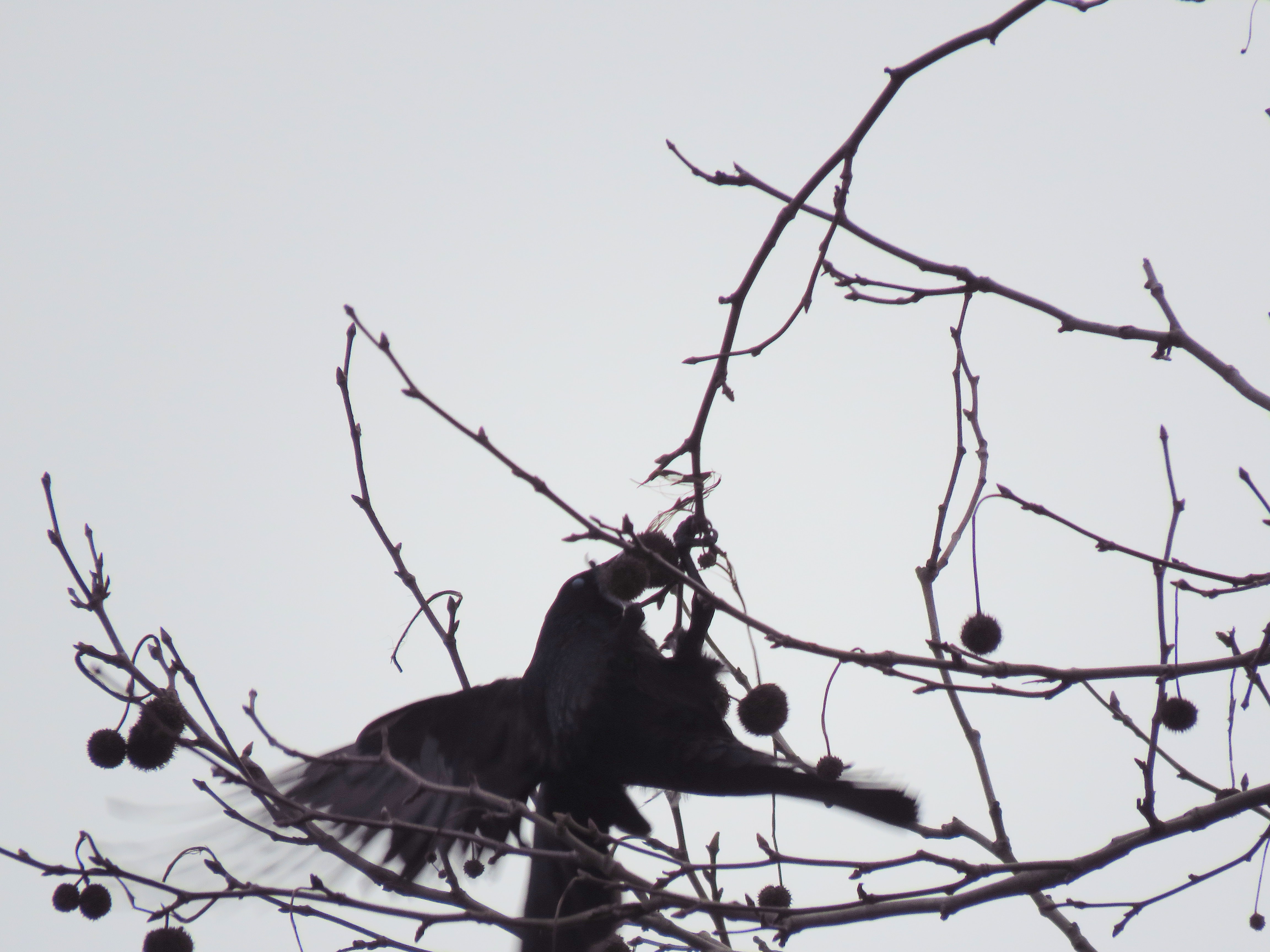 The Rattling Crow: 2020