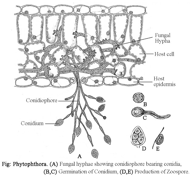 PHYTOPHTHORA - CLASSIFICATION, VEGETATIVE STRUCTURE, REPRODUCTION ...