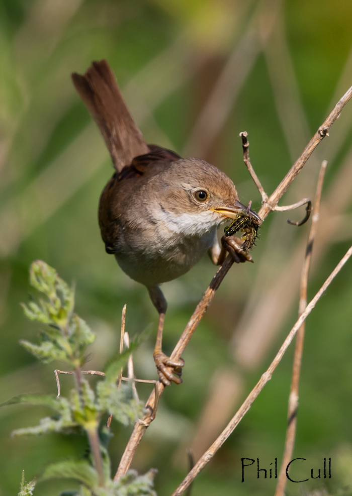 Phil Cull Wildlife Photography: September 2020