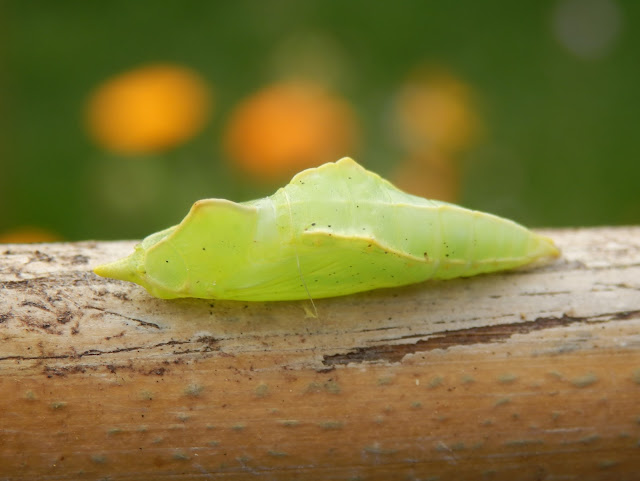 Green Chrysalis