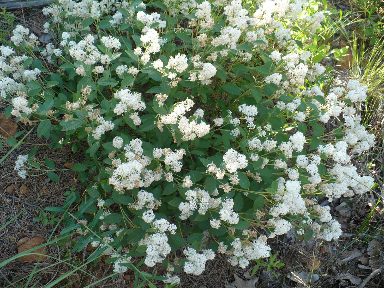 Brenda's "Texas Wild" Garden: Red Root