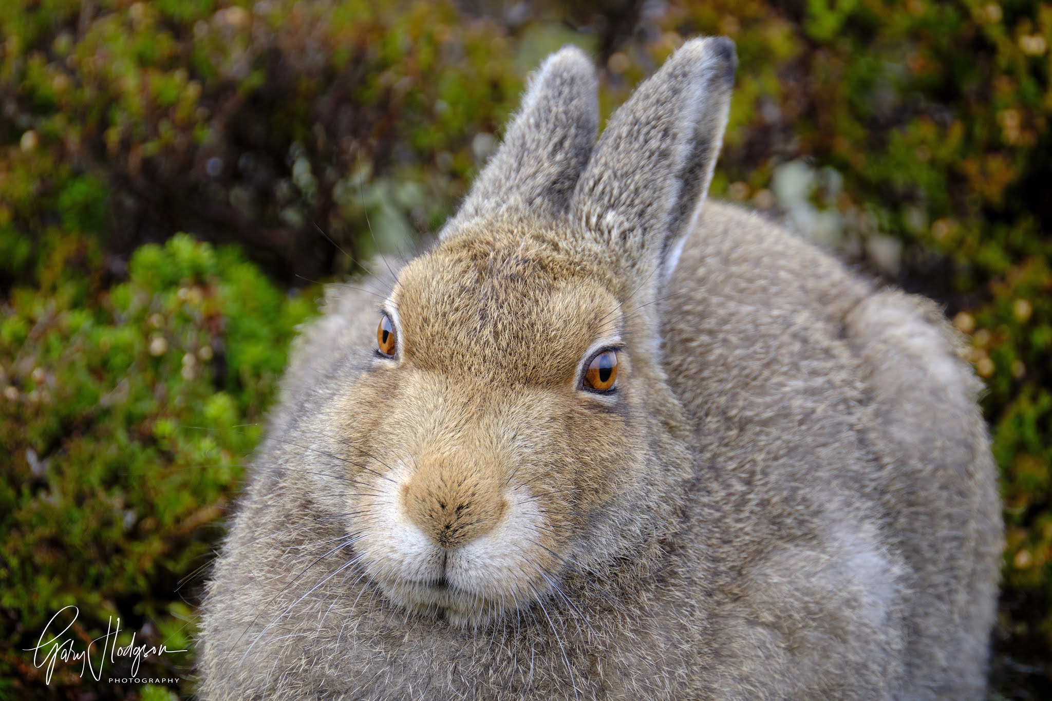 TARMACHAN MOUNTAINEERING: AUTUMN COLOURS & MOUNTAIN HARE PHOTOGRAPHY