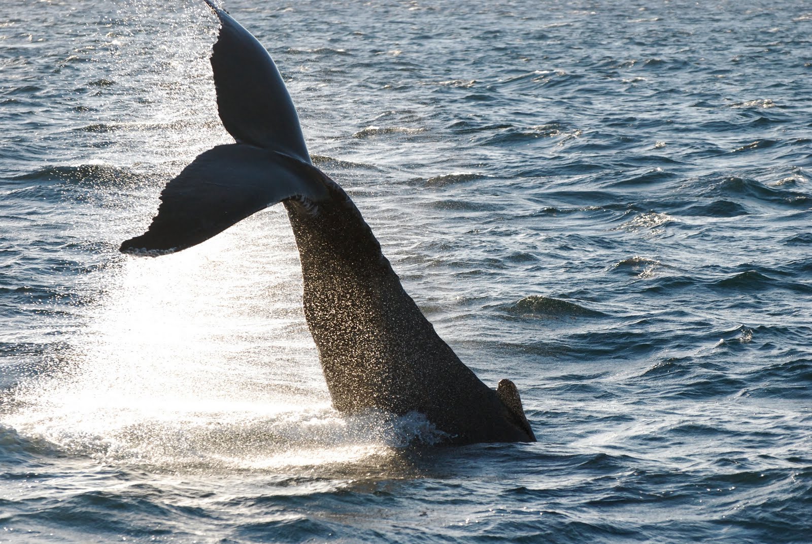 The Brown Knowser: Arrr... Thar Be Whales!