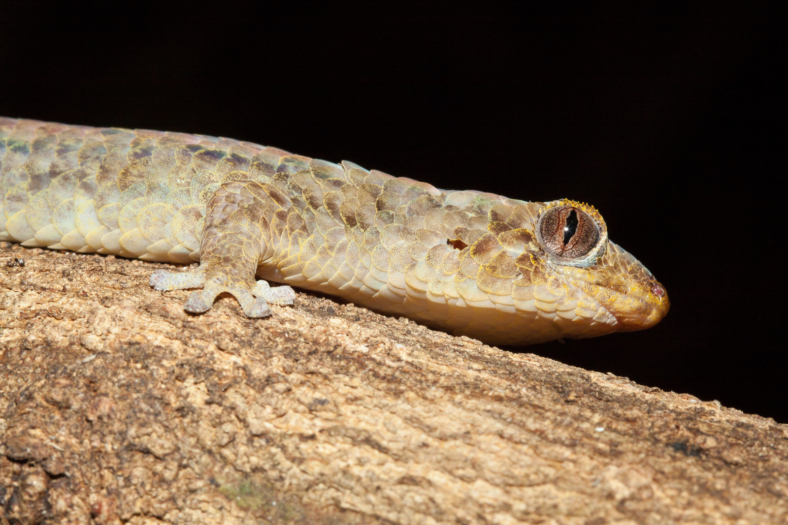 Real Monstrosities: Fish-scale Gecko
