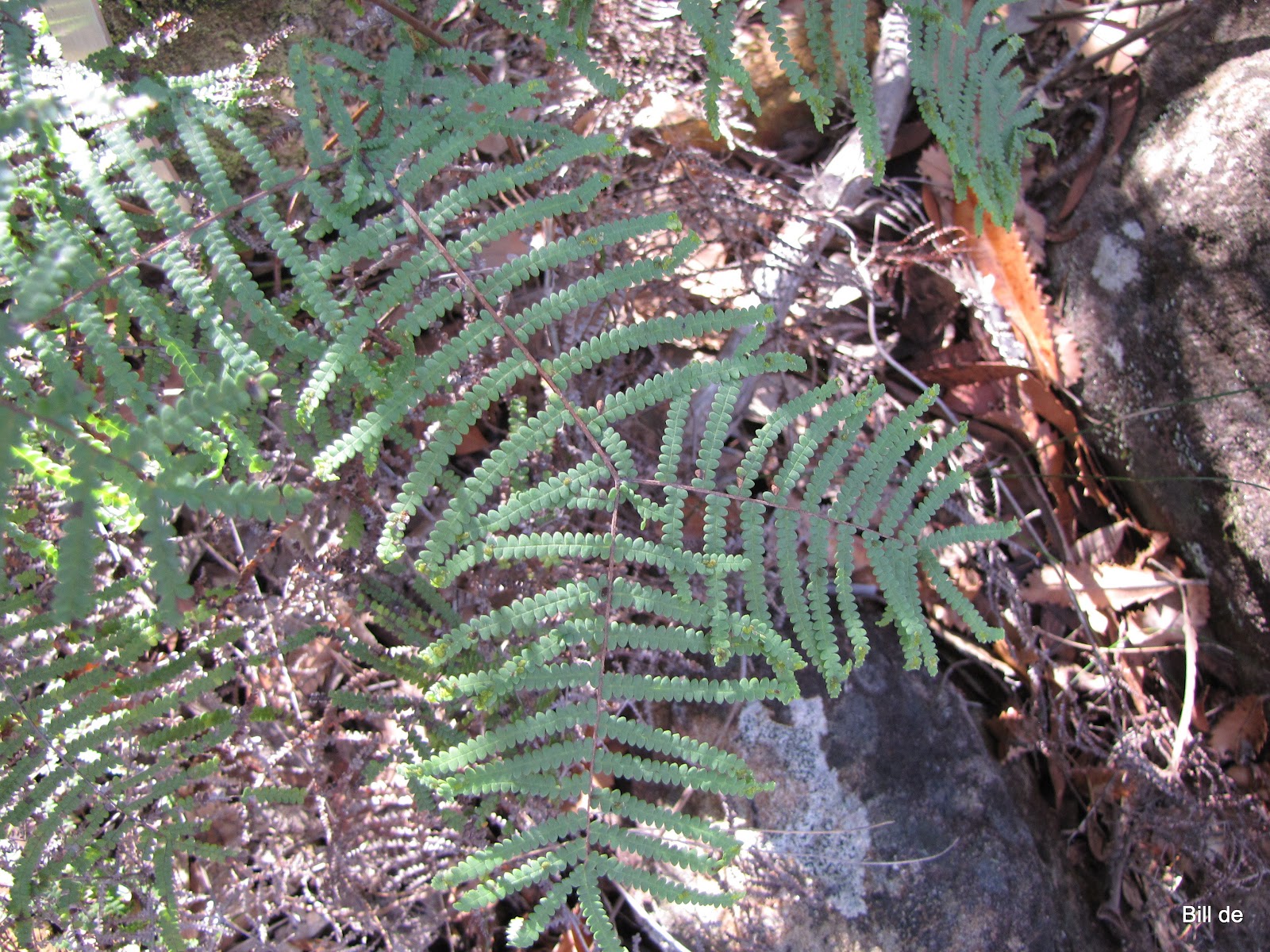 Sydney's Wildflowers and Native Plants: Gleichenia rupestris - Coral Fern.
