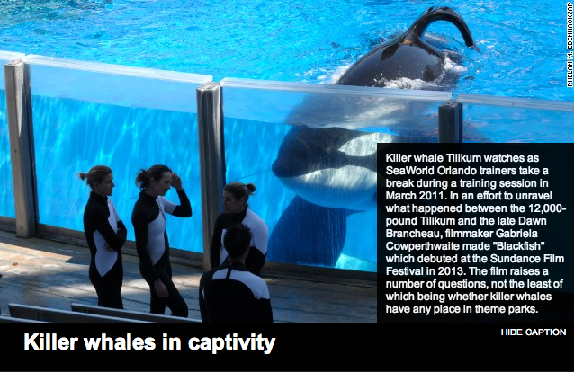 OCEANS: CAPTIVITY KILLS ORCA WHALES