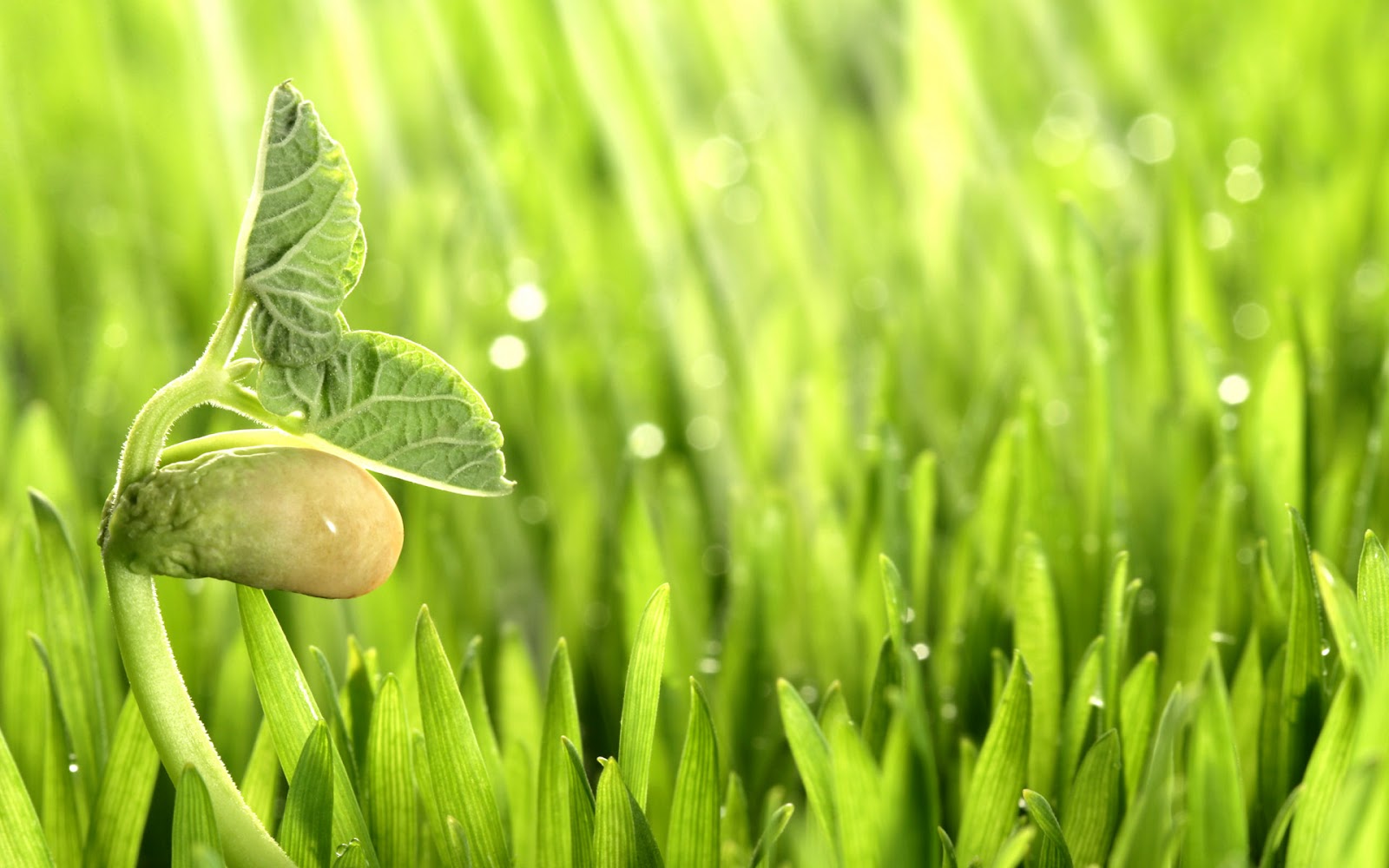 Materi Jaringan Tumbuhan XI IPA ~ Biologi SMA 46 Jakarta