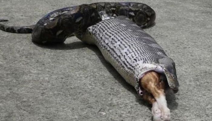 Anaconda Kalimantan Hangus - Anaconda Gallery