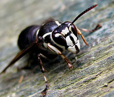 Maynard Life Outdoors and Hidden History of Maynard: Bald-faced Hornet