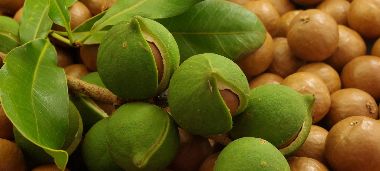 Rich Farm Kenya Profitable Agribusiness Ideas In Fruit Farming Why rich-farm-kenya-profitable-agribusiness-ideas-in-fruit-farming-why