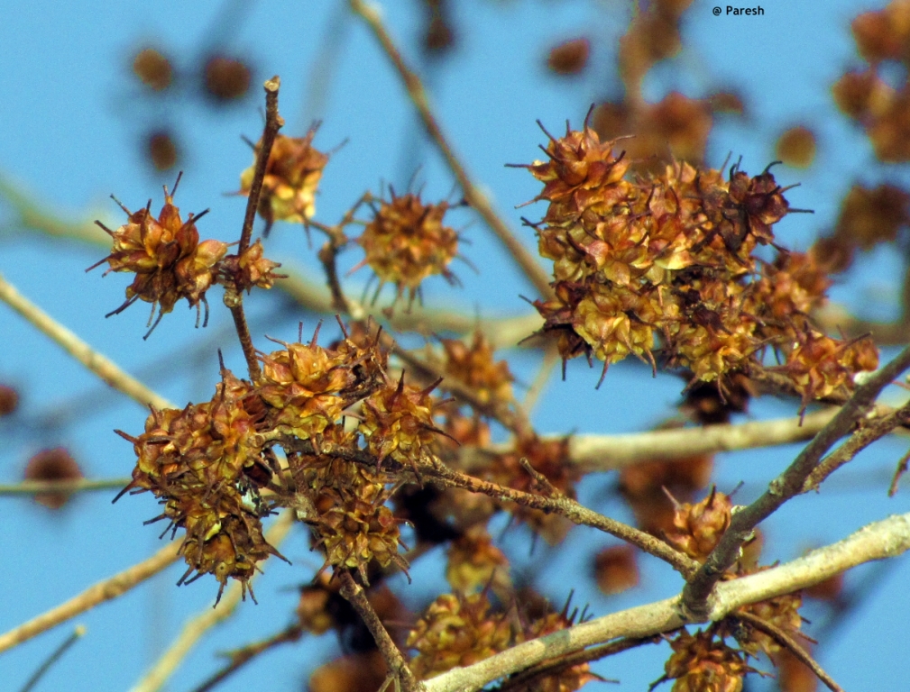 Gifting Trees...: Dridhataru...The Robust Tree!
