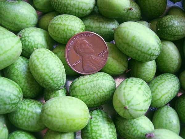 Wintergreen Farm: Week 11 - Mouse Melons!