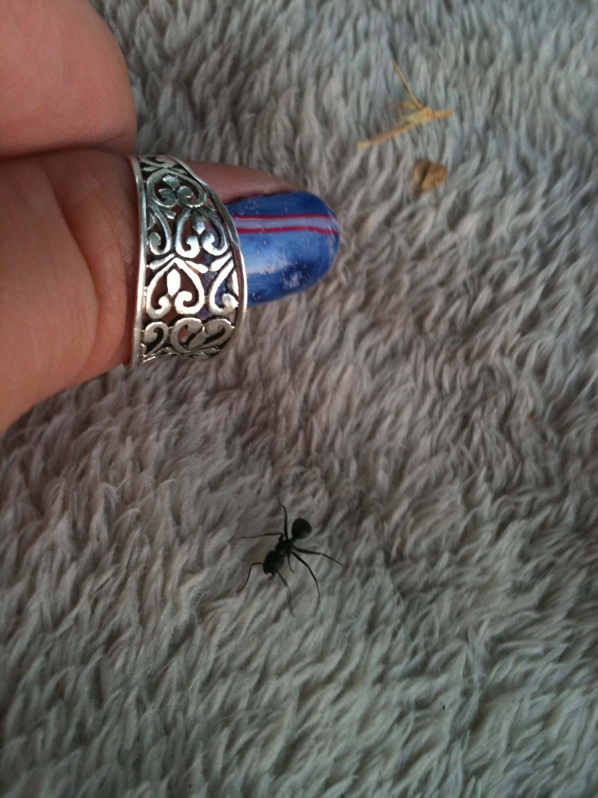 AP Bio Blog - 2012: Animal with a Segmented Body