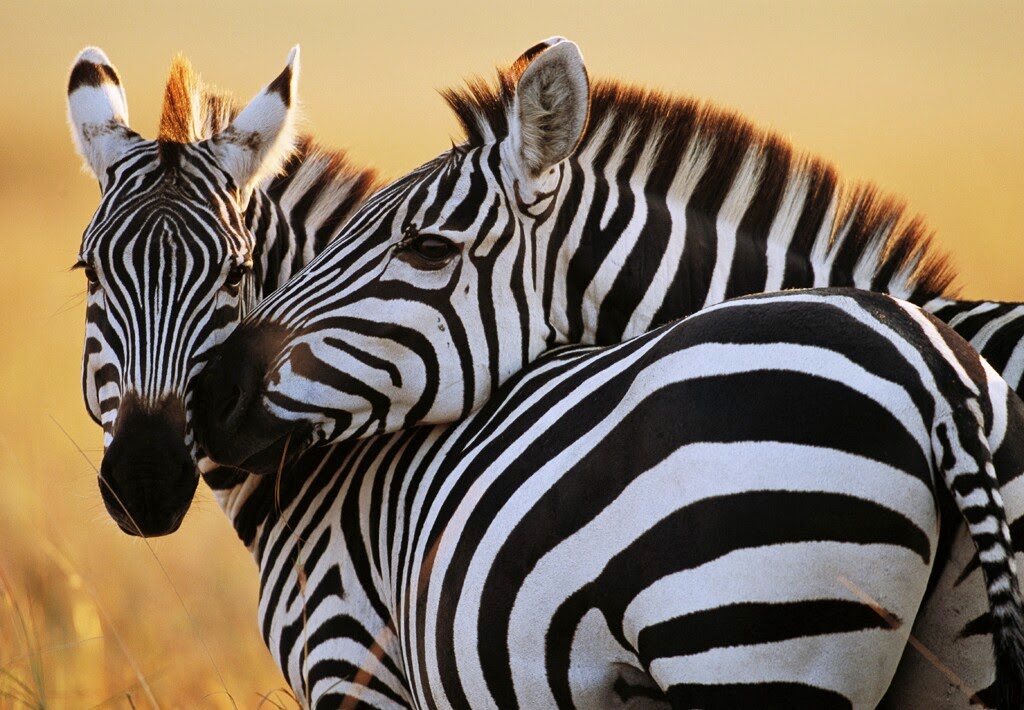 Animales Salvajes: LA CEBRA.