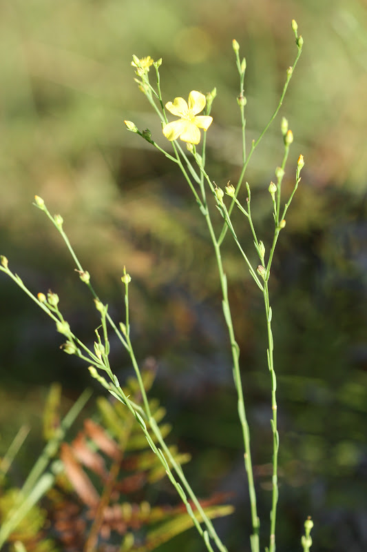 Native Florida Wildflowers: Stiff Yellow Flax - Linum medium var. texanum