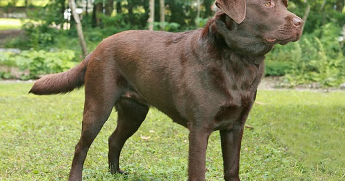 el caso de la mafia roba perros