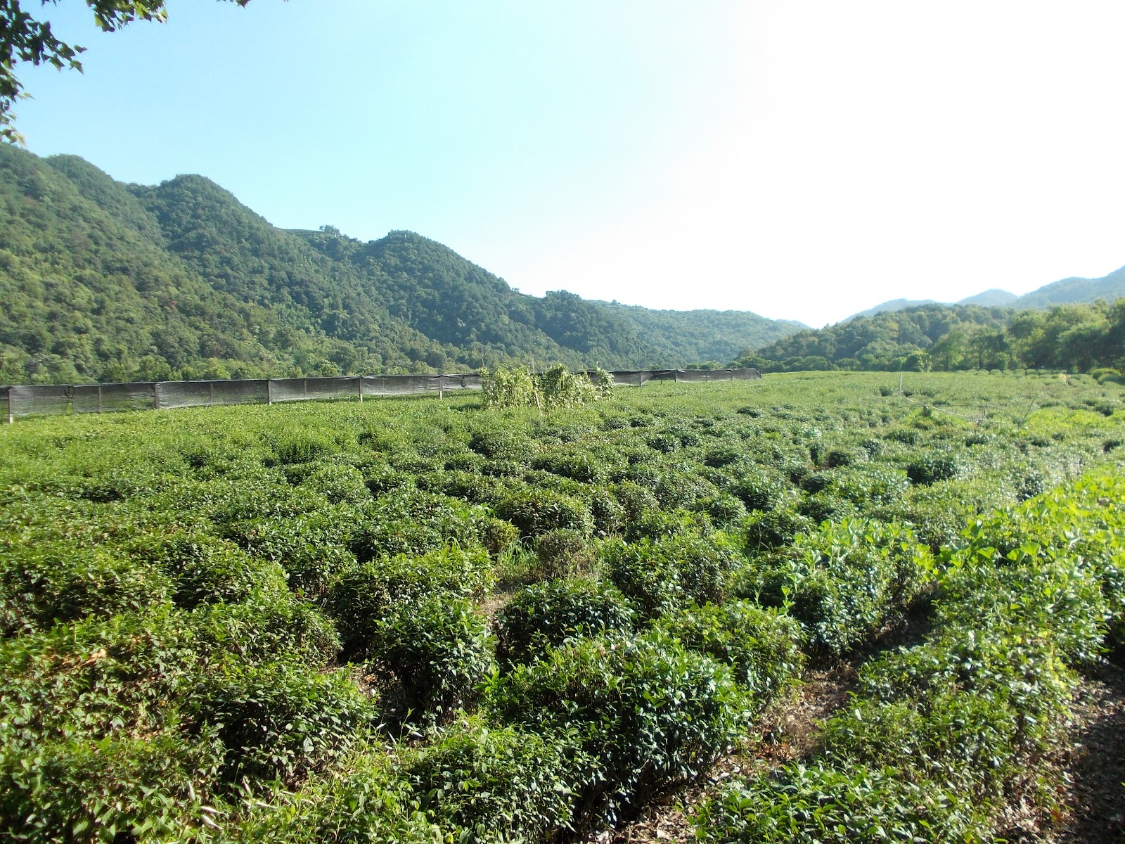 Tunnen rahu, olles rahuldamatu...: Hiina tee muuseum, päev 485