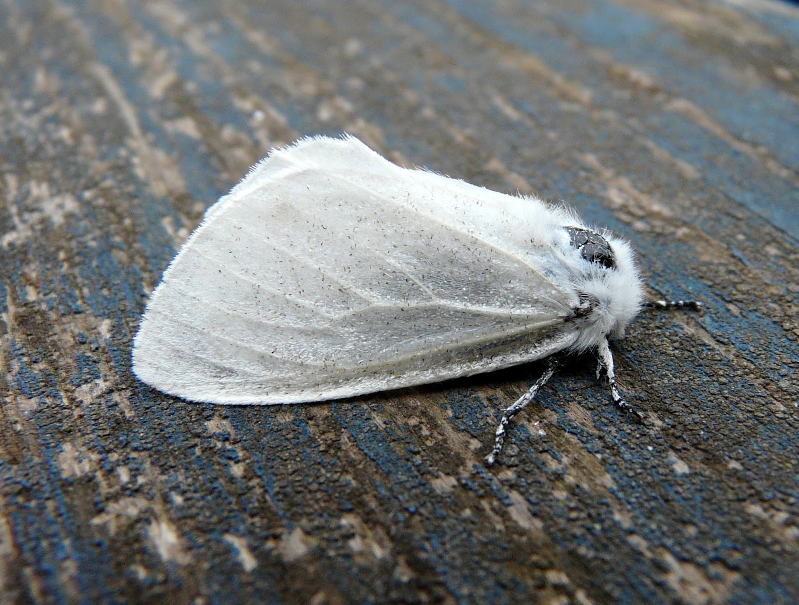 birdingexmouth: Northern Spinach, Two-spotted Neb and Plum Fruit Moth