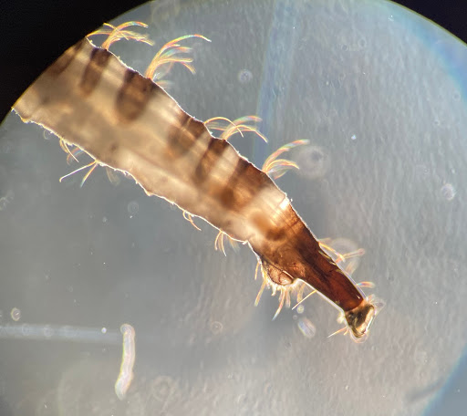 Creepy Dreadful Wonderful Parasites: Case of the Week 602