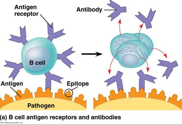 Mekanisme pembentukan antibody